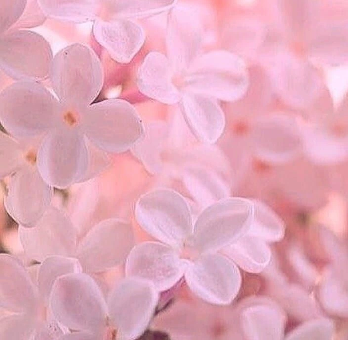10 Beautiful Flowers That Are Pink in Color